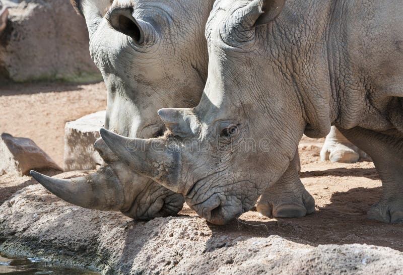 Two Rhinoceros stock image. Image of horns, rhino, africa - 35810795