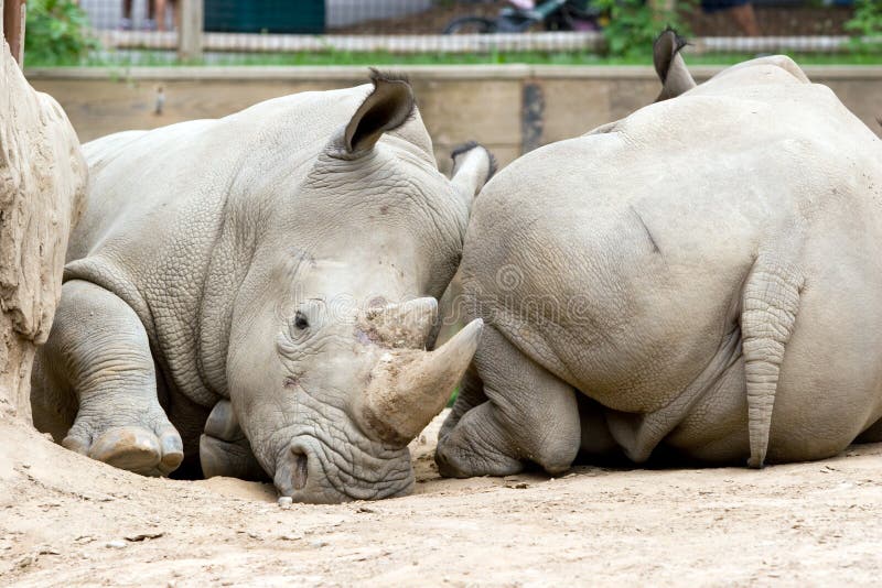 Two Rhinoceros Picture. Image: 6558161