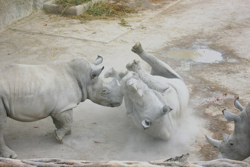 Two rhinoceros fighting stock photo. Image of rhino, tension - 22313220