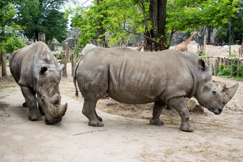 Two rhinoceros stock photo. Image of wild, animal, conservation - 159583588