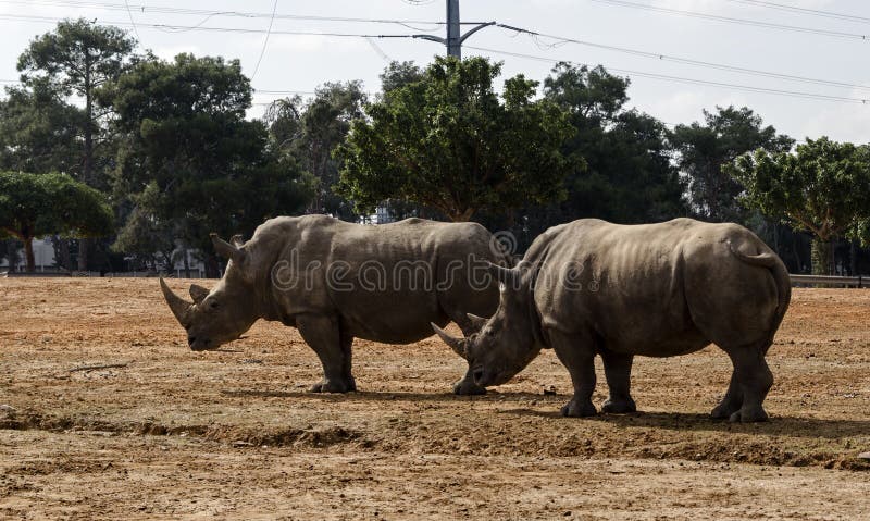 Two rhinoceroses stock photo. Image of travel, israel - 39808962