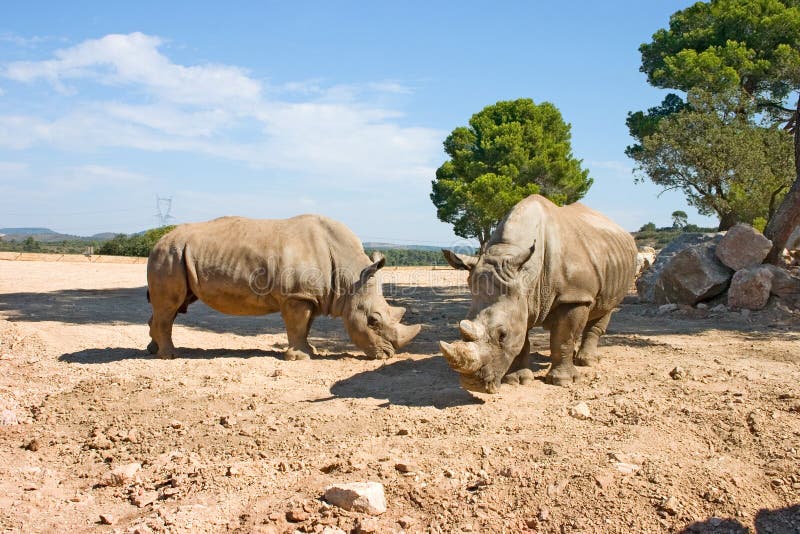 Two Rhinos stock image. Image of adults, skin, gravel - 1078323