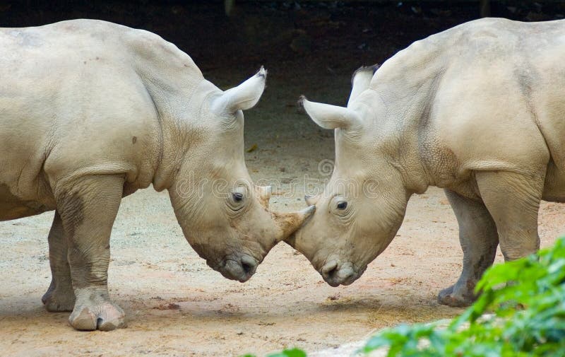 Two rhinos stock photo. Image of rhinos, twins, wilderness - 2739886