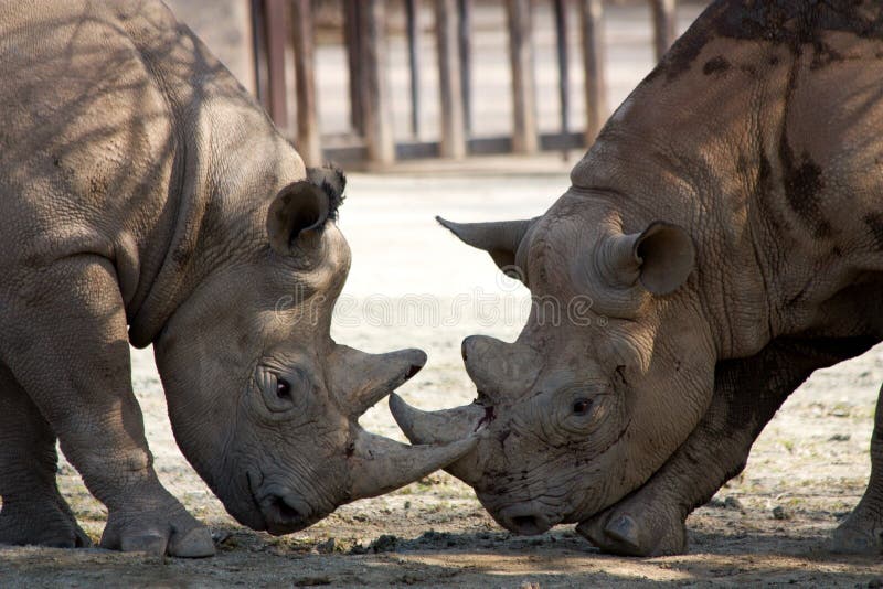 Two rhinos stock image. Image of leadership, danger, wild - 36319259