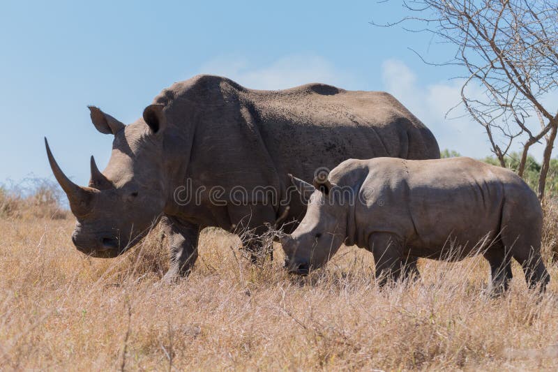 Majestic Rhinos Standing in Landscape Featuring Tall Green Grass and ...