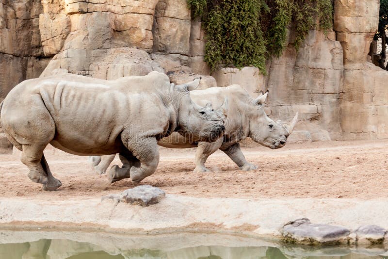 Two rhinos running stock image. Image of isolated, black - 27710001