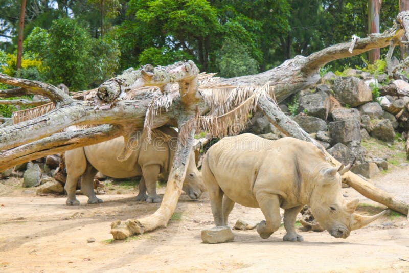 Two Rhinos Standing on the Sand Under a Fallen Tree Stock Photo - Image ...