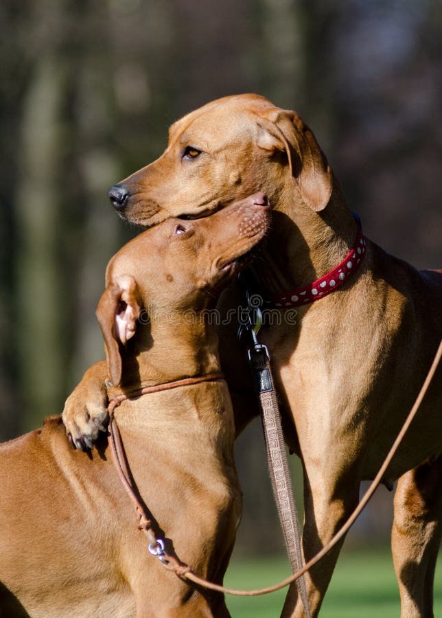 Two dog friends stock photo. Image of doggy, friendship - 30022642