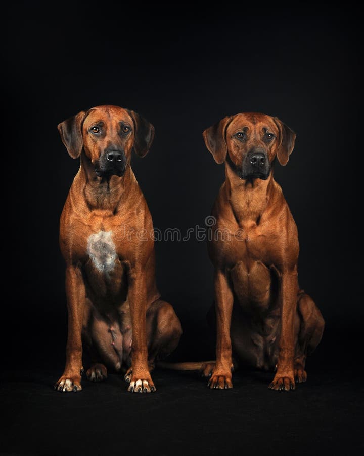 Ridgeback Dogs Home stock image. Image of masters, three - 35146013