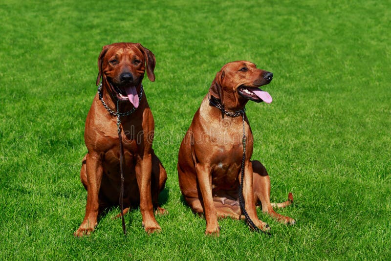 Dog Breed Rhodesian Ridgeback Stock Photo - Image of outdoors, sitting ...