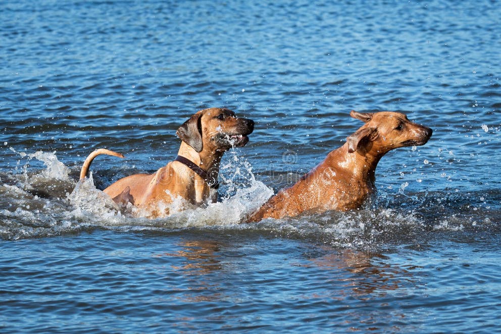 Two Rhodesian Ridgeback Playing in Water Stock Photo - Image of ...