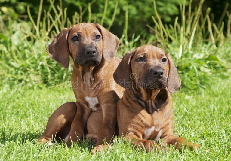 Two Rhodesian Ridgeback Puppies Outdoors Stock Photo - Image of breed ...