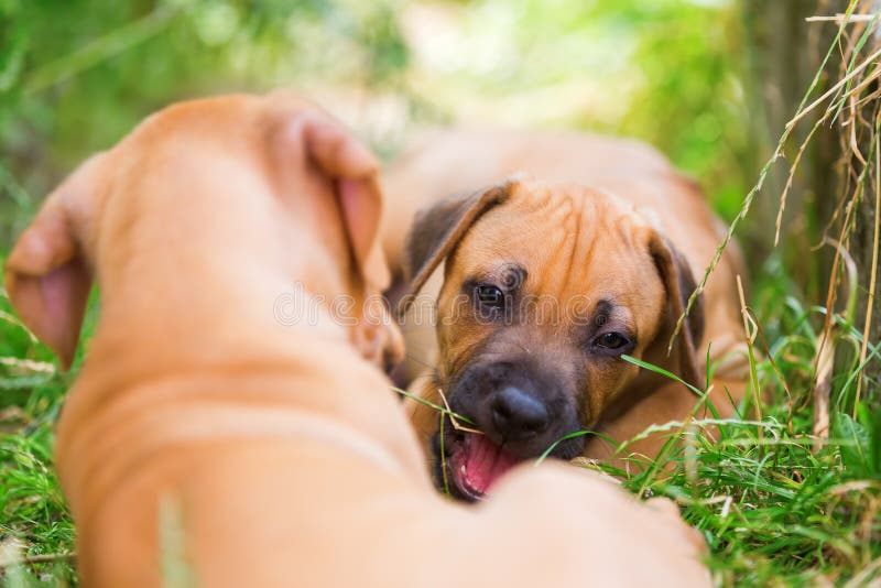 Two Rhodesian Ridgeback Puppies Romp Outdoors Stock Photo - Image of ...