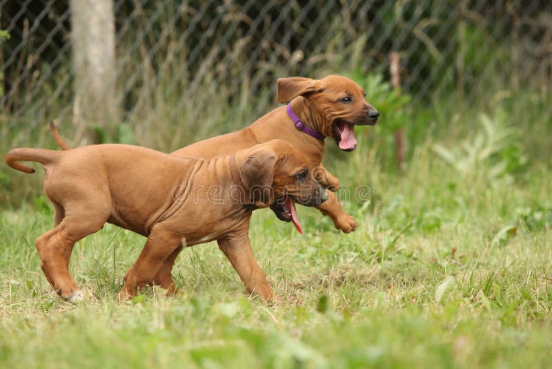 Rhodesian Ridgeback Puppy in the Garden Stock Image - Image of pedigree ...