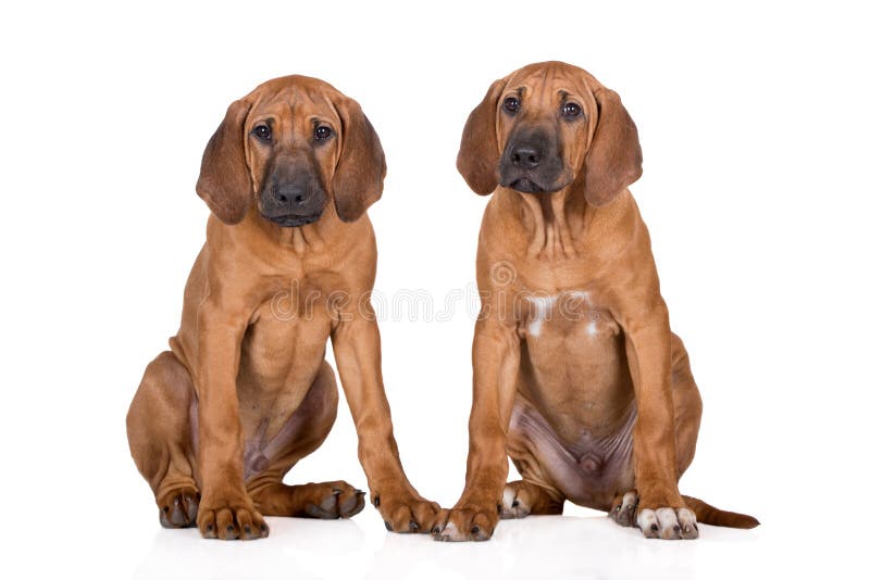 Two Rhodesian Ridgeback Puppies on White Stock Image - Image of brown ...