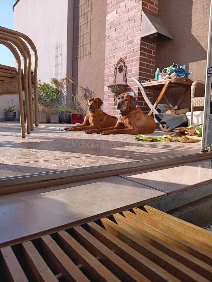 Two Rhodesian Ridgebacks & X28;dogs& X29; Lying on the Ground. Stock ...