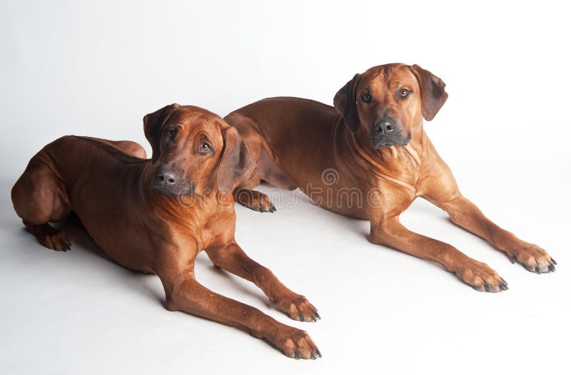 Rhodesian Ridgebacks by the River Stock Image - Image of friend ...