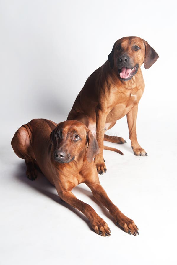 Rhodesian Ridgebacks by the River Stock Image - Image of friend ...