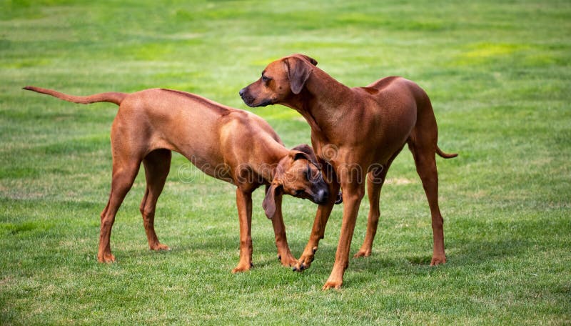 Rhodesian Ridgebacks by the River Stock Image - Image of friend ...
