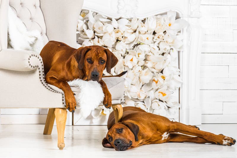 Two Rhodesian Ridgebacks Resting in Front of Stylized Fireplace Stock ...