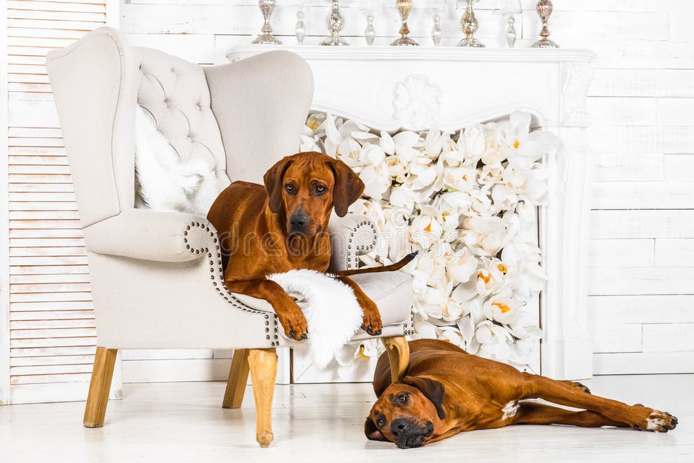 Two Rhodesian Ridgebacks Resting in Front of Stylized Fireplace Stock ...