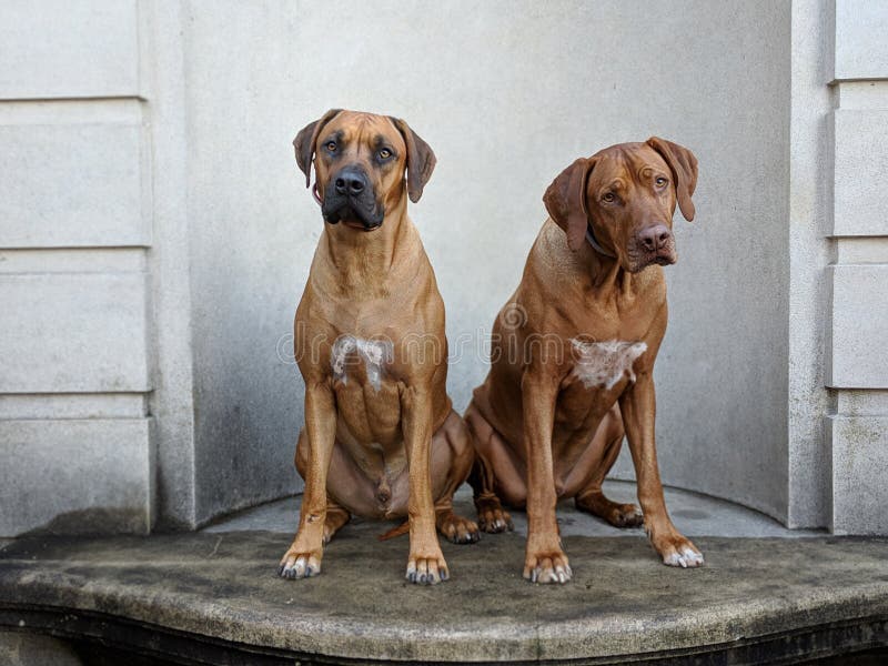 Two Big Funny Happy Dogs Sitting Looking on Marble at Camera One with ...