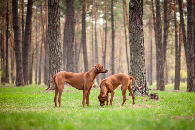 Two Rhodesian Ridgebacks Walking Outdoors Stock Image - Image of ...