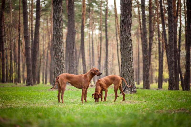 Rhodesian Ridgebacks stock photo. Image of funny, active - 101495822