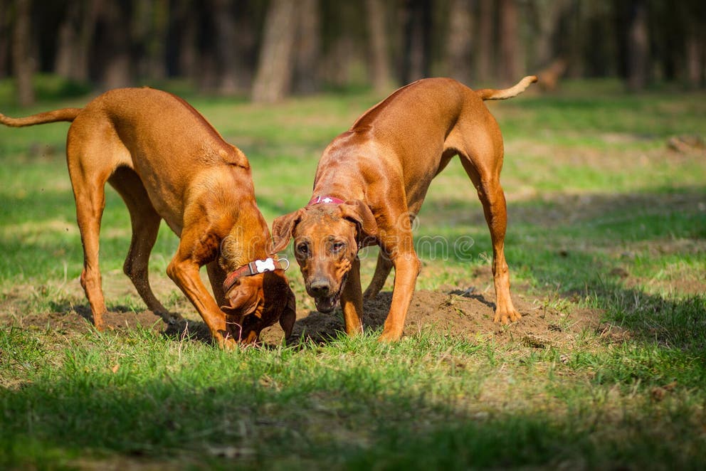 Rhodesian Ridgebacks stock photo. Image of funny, active - 101495822