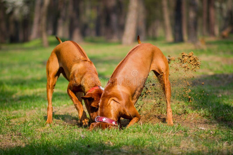 Two Rhodesian Ridgebacks Walking Outdoors Stock Image - Image of ...