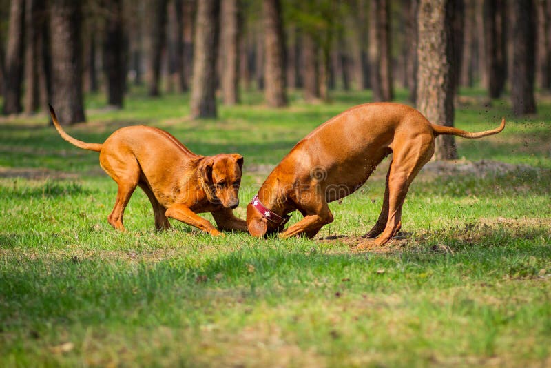 Rhodesian Ridgebacks stock photo. Image of funny, cute - 101498250