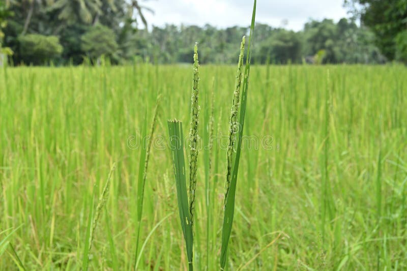 Two Rice Inflorescence in a Paddy Field with Tiny Rice Flowers Blooming ...