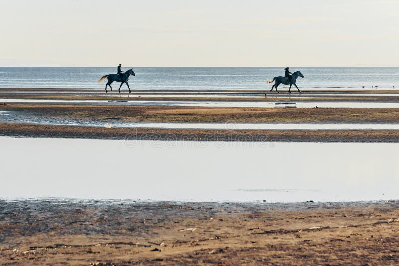 Two Riders Riding Horses Along the Beach Along Sea Stock Photo - Image ...