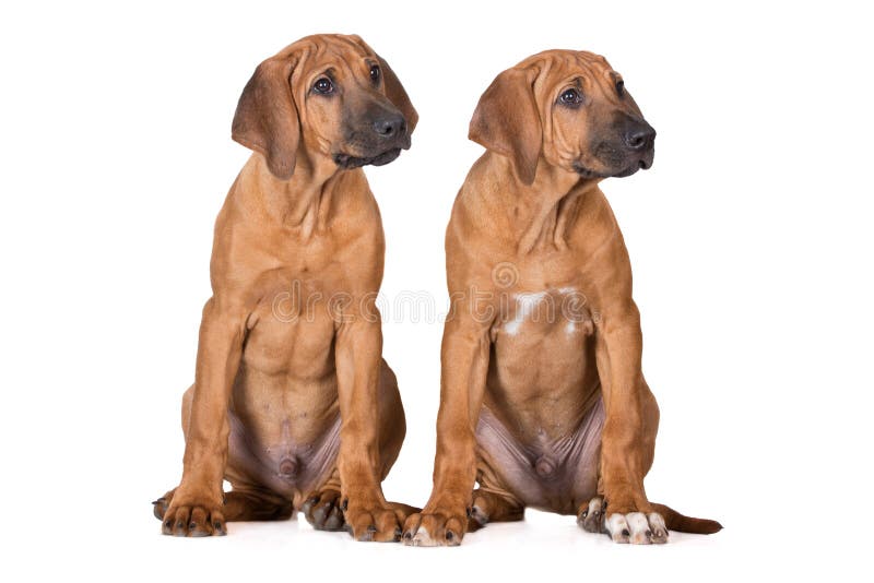 Two Ridgeback Puppies Sitting on White Stock Photo - Image of looking ...