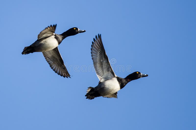 Two Ring-Necked Ducks Flying in a Blue Sky Stock Photo - Image of ...