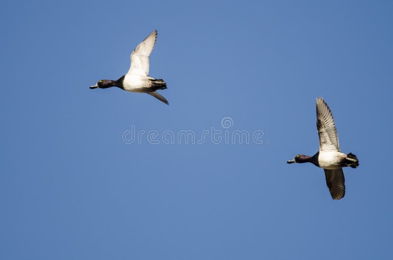 Two Ring-Necked Ducks Flying in a Blue Sky Stock Photo - Image of north ...