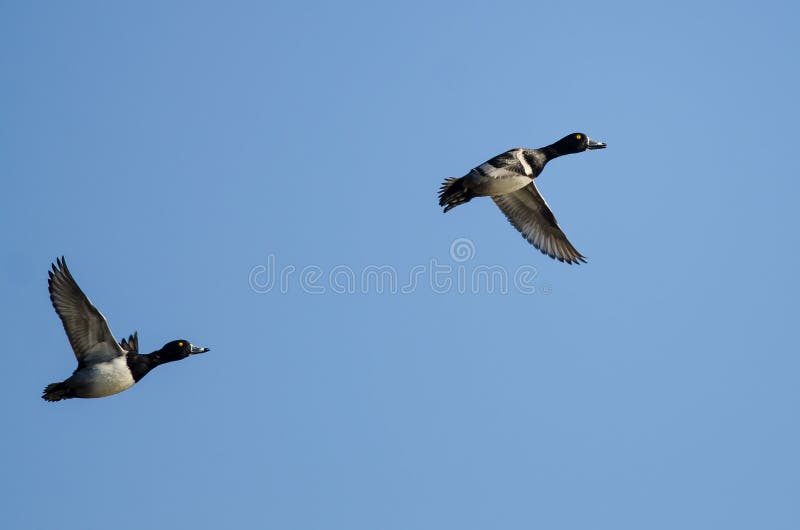 Two Ring-Necked Ducks Flying in a Blue Sky Stock Image - Image of ...