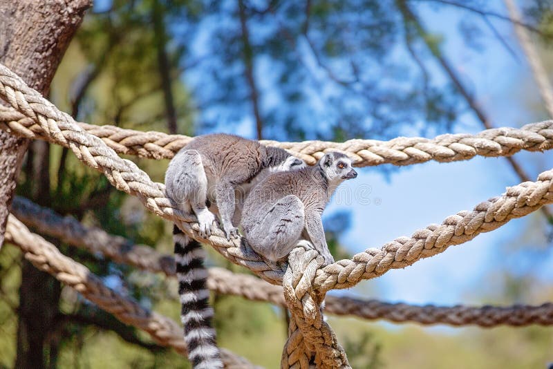 Two Ring Tailed Monkeys Playing on Rope Stock Photo - Image of black ...