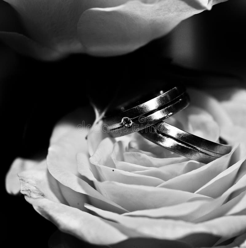 Two rings stock photo. Image of black, shoot, love, wedding - 19804262