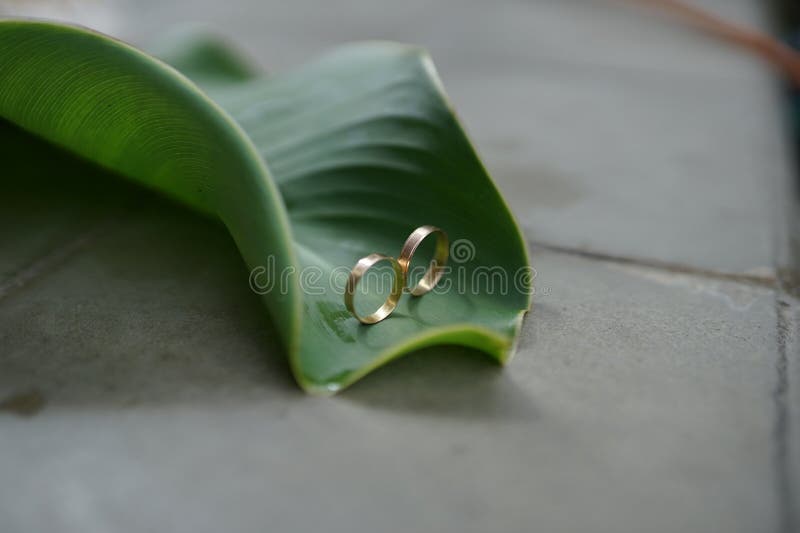 Two rings on the leaf stock image. Image of diamond - 331826925