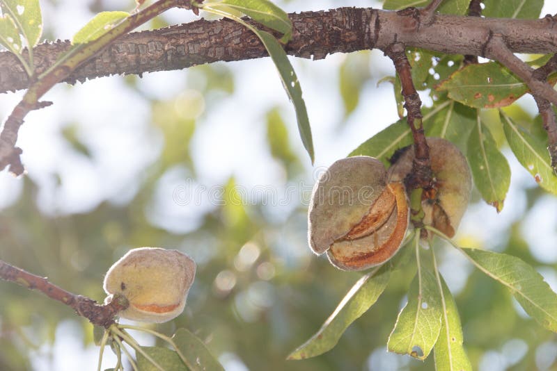 Ripe almonds on the tree stock photo. Image of farm - 168265058