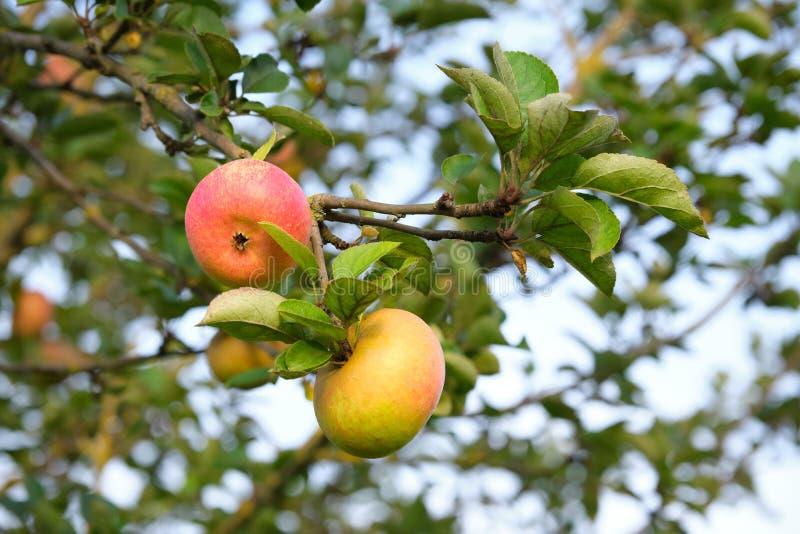 Two Ripe Apples on a Fruit Tree in the Evening Stock Photo - Image of ...