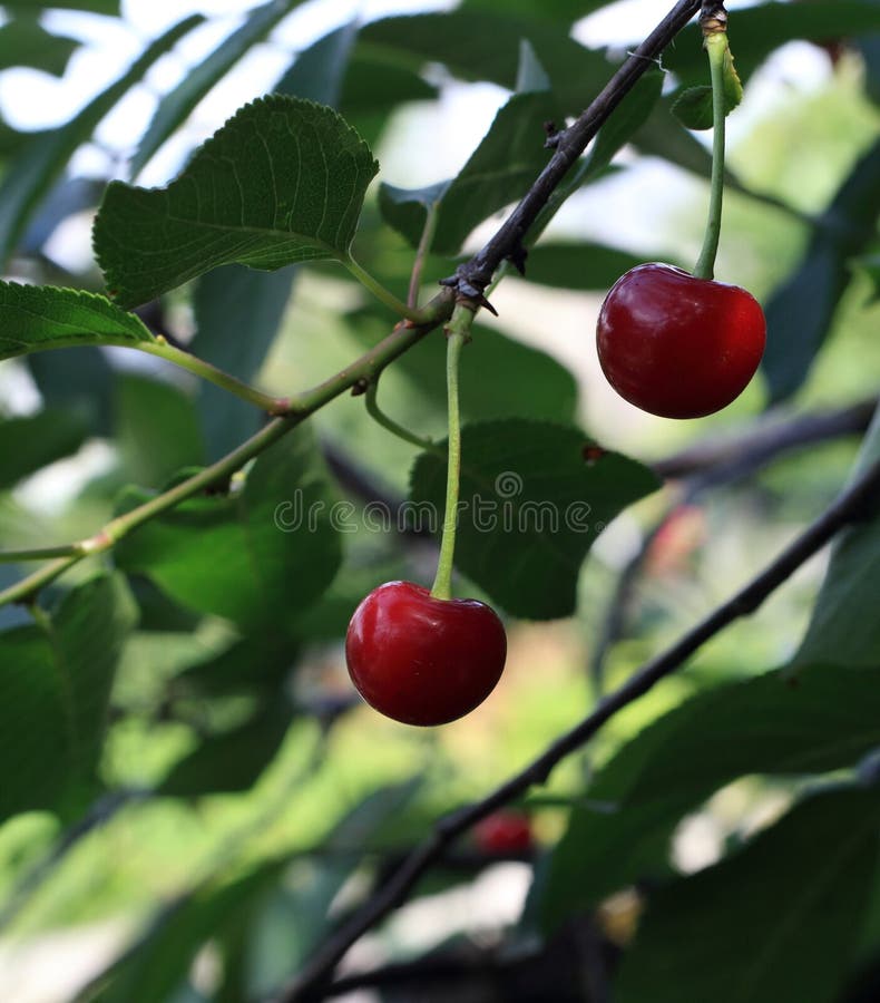 Two Ripe Cherries on a Tree Stock Photo - Image of decoration, natural ...