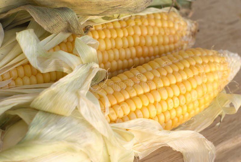 Two ripe corn cobs closeup stock photo. Image of closeup - 27383260