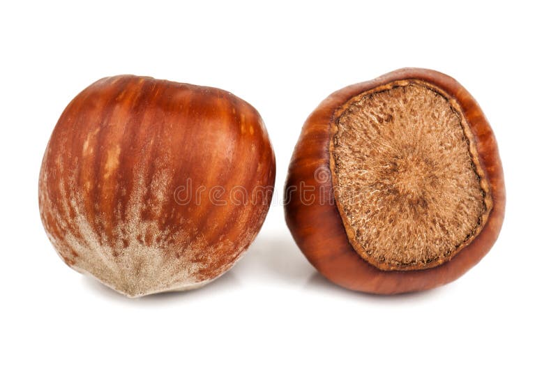 Two ripe hazelnut stock photo. Image of organic, nucleus - 84744166