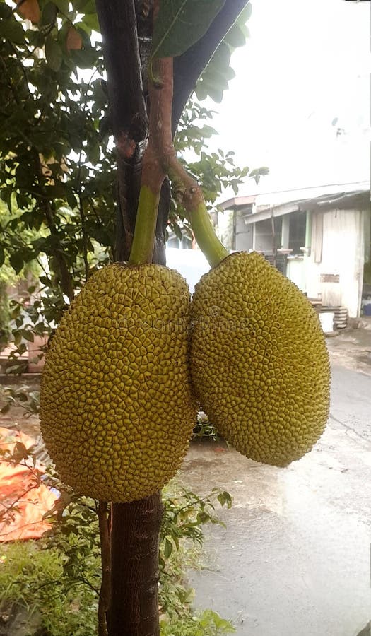 Two Ripe Jackfruits Hanging on the Tree Stock Image - Image of ripe ...