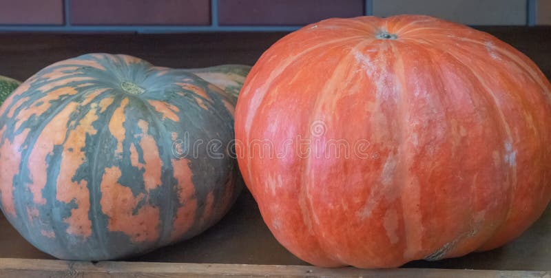 Two Ripe Large Pumpkins of Different Varieties on the Farm after ...