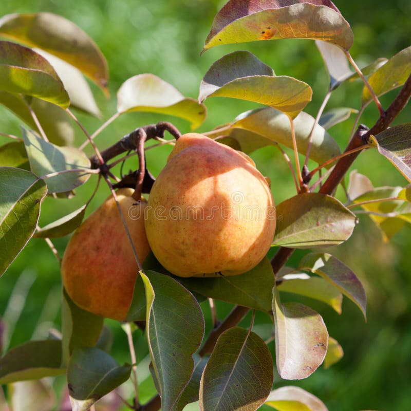 Two ripe pears stock photo. Image of nature, scenery - 33032422