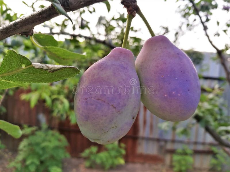 Two Ripe Plums are Hanging on the Tree. Stock Photo - Image of branch ...
