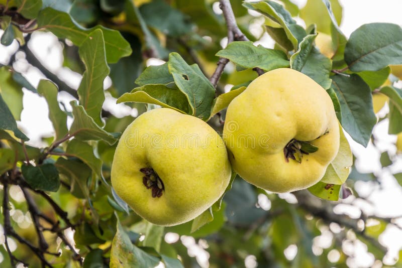 Two Ripe Quinces on an Old Quince Tree Stock Image - Image of quinces ...
